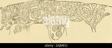 A system of gynecology . From a Foetus of sixteen weeks. The formation ...