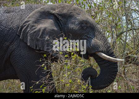 African Elephant in Akagera National Park, Rwanda Stock Photo - Alamy