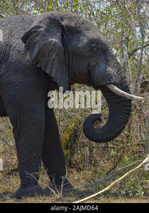 African Elephant in Akagera National Park, Rwanda Stock Photo - Alamy