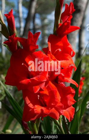 red gladiolus flowers Stock Photo - Alamy