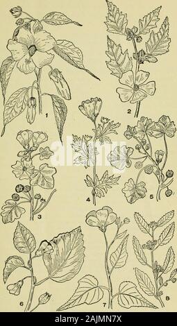 EYE text written on pink-black round stamp sign Stock Photo - Alamy