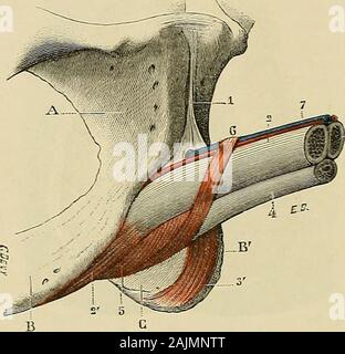 TraitÃ© d'anatomie humaine : anatomie descriptive, histologie, dÃ ...