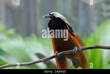 Greater bird-of-paradise (Paradisaea apoda) male, native to southwest ...