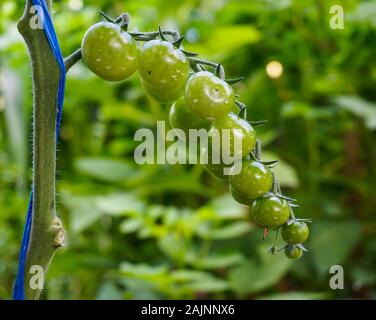 Green tomatoes at the green house in Cameron Highlands, Malaysia Stock ...
