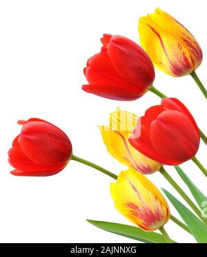 Striped red yellow tulips on the background of a wooden picket fence ...