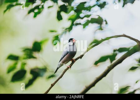 Java rice sparrow, popular tropical bird from the java island of ...