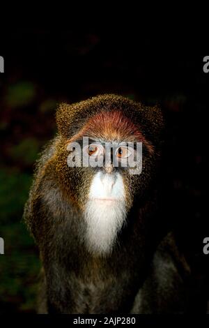 FEMALE DE BRAZZA'S MONKEY cercopithecus neglectus Stock Photo - Alamy