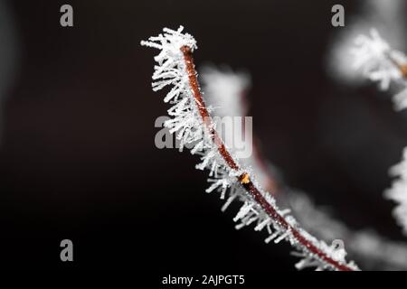 Thin and feeble tree branch covered in frost, on a cold January morning ...