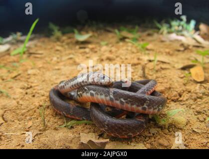 Kukri Snakes Of Malaysia Hi-res Stock Photography And, 45% OFF