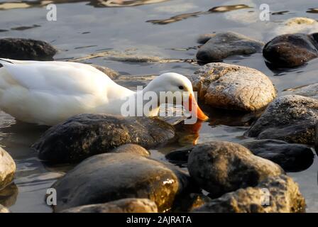 The Pekin or White Pekin is an American breed of domestic duck, raised ...