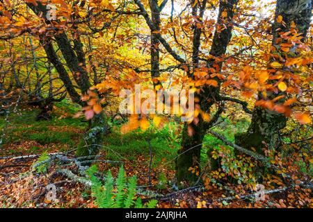 Beech forest, Fuentes del Narcea, Degaña e Ibias Natural Park, Asturias ...