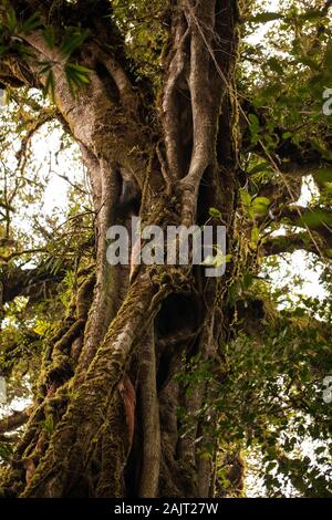 Ficus (fig) tree, Monteverde Cloud Forest Preserve, Costa Rica Stock ...