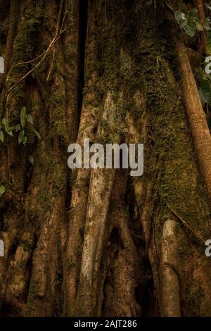 Ficus (fig) tree, Monteverde Cloud Forest Preserve, Costa Rica Stock ...