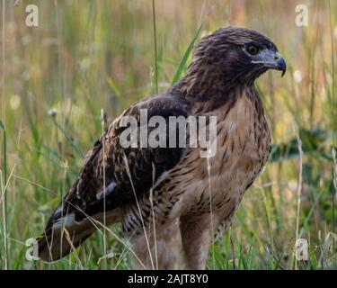 A Red-tailed Hawk considers its next move after finishing a meal in ...