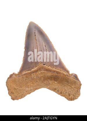 Carcharocles chubutensis ("chubby") shark tooth, laying on rock. This ...