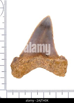 Carcharocles chubutensis ("chubby") shark tooth, labial surface (outer ...