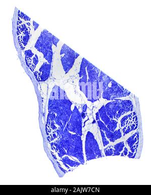 Skeletal muscle tissue longitudinal section under a microscope ...