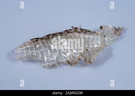 WALL LIZARD Podarcis muralis Part of shed skin, (ecdysis), showing ...