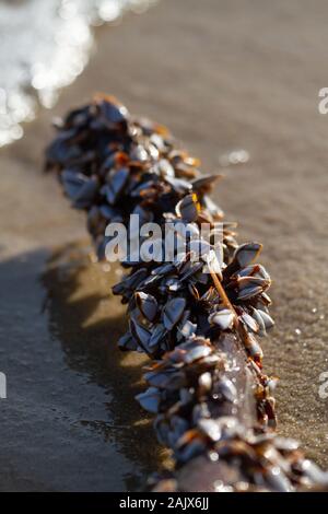 Goose barnacles, or stalked barnacles or gooseneck barnacles, are ...