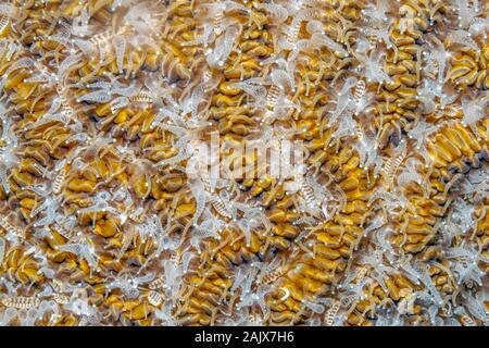 Colpophyllia natans, known as boulder brain coral and large-grooved ...