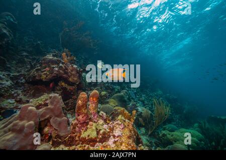 Queen Anglefish (Holacanthus ciliaris), in a caribbean coral reef ...