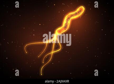 Helicobacter pylori bacterium, illustration Stock Photo - Alamy