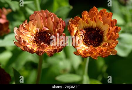 marigold, calendula stellata Stock Photo - Alamy