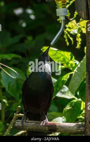 A tui (Parson bird, Prosthemadera novaeseelandiae) - a native New ...