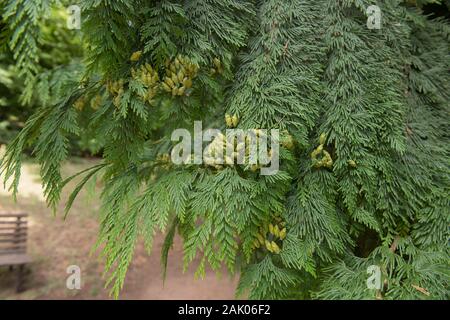 Green Foliage of an Evergreen Coniferous Western Red Cedar, Pacific Red ...