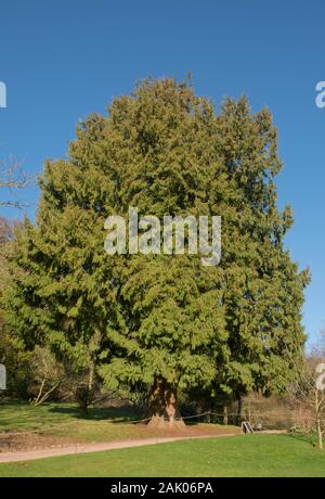 Green Foliage of an Evergreen Coniferous Western Red Cedar, Pacific Red ...