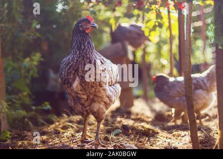 Free range Hens - blue and gray-colored hen in garden Stock Photo - Alamy