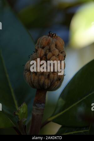 Magnolia tree cone fruit with ripe red seeds on white background Stock ...