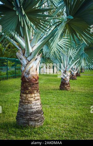 Latania loddigesii or commonly known as Blue Latan palm tree on a clear ...