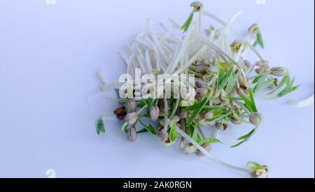 Mung beans, sprouts (Vigna mungo) (Phaseolus mungo), Jerusalem beans ...