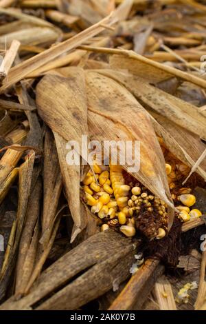 Bad corn harvest. Corn field with very dry soil Stock Photo - Alamy
