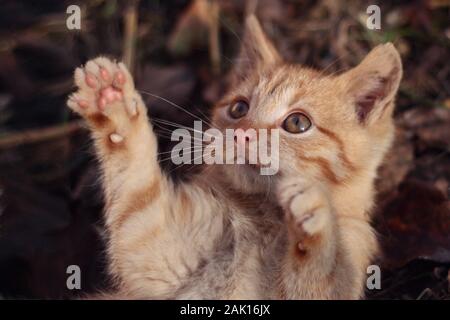 Little sweet kitten with paws up on his back at home Stock Photo - Alamy