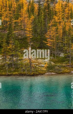 Golden autumn Lyall's Larch, Larix lyallii, at Floe Lake in Kootenay ...