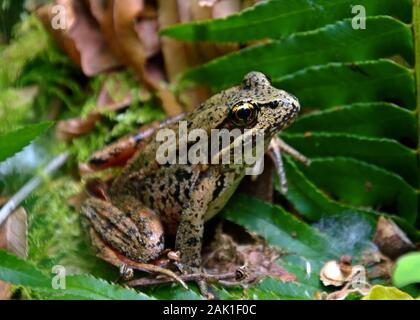 Northern red-legged frog Stock Photo - Alamy