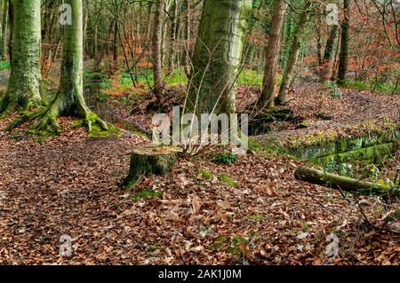 Old abandoned goit from a mill by the side of the River Don in Beeley ...
