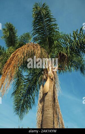 Southern Brazil countryside landscape at sunrise with single araucaria ...