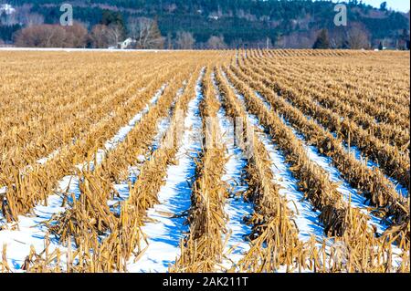 Corn field in winter, farmland of north Mayenne (Mayenne department ...