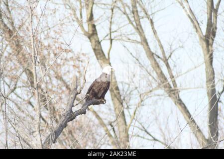 American Bald Eagle fishing along the river Slough/Slew/Slue Stock ...