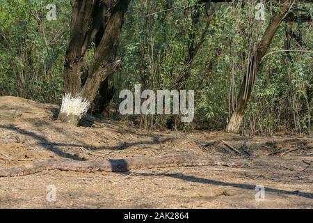 Indian Rock Python basking in the sun in Bharatpur Bird Sanctuary (India Stock Photo - Alamy