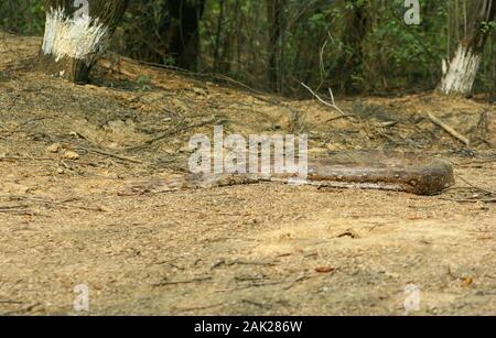 Indian Rock Python basking in the sun in Bharatpur Bird Sanctuary (India Stock Photo - Alamy