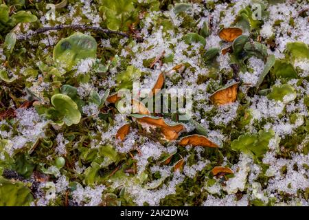 Wonderfully exotic-looking lichens in September in Yoho National Park ...