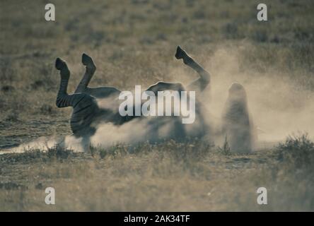 A picture of a zebra in Namibia park Stock Photo - Alamy