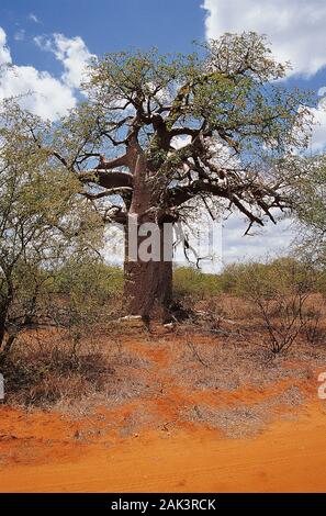 Baobab tree in Musina Nature Reserve, one of the largest collections of ...