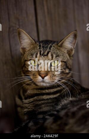 DOMESTIC CAT IN NAMIBIA Stock Photo - Alamy