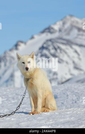 Greenland dogs in deep snow in front of Inuit settlement, Husky, Winter ...