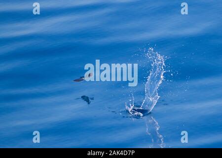 Flying Fish skimming over calm waters of the Pacific Ocean ...